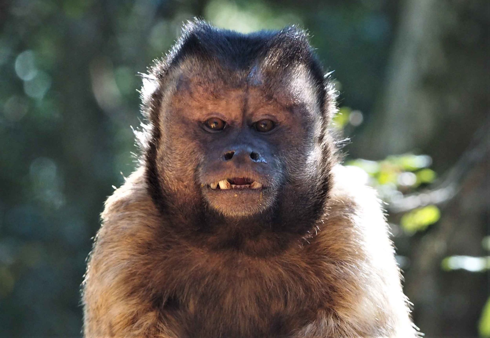 Capuchin Monkey Buster – Monkeyland™ | Monkeyland Primate Sanctuary