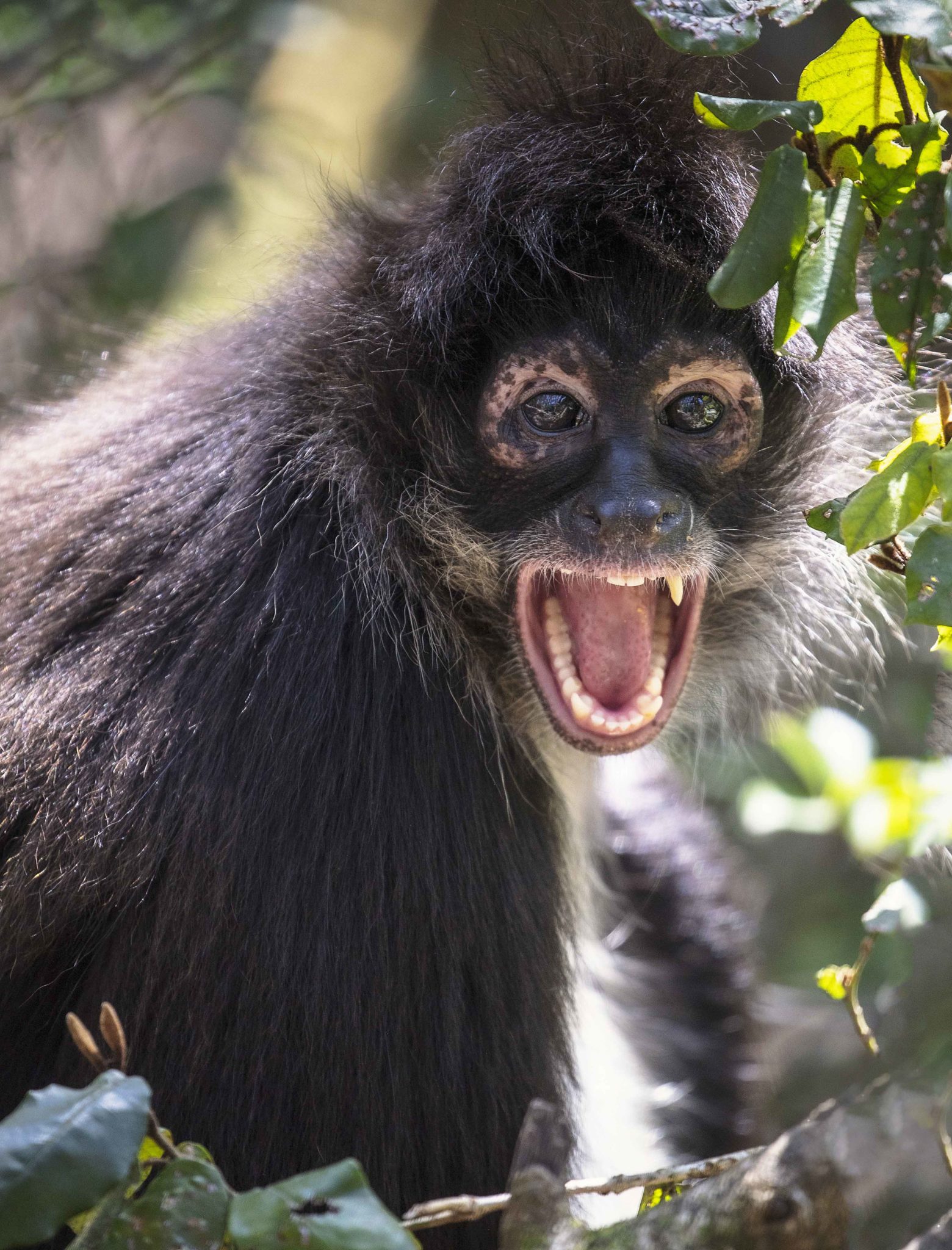 Spider Monkey Liam – Monkeyland™ | Monkeyland Primate Sanctuary