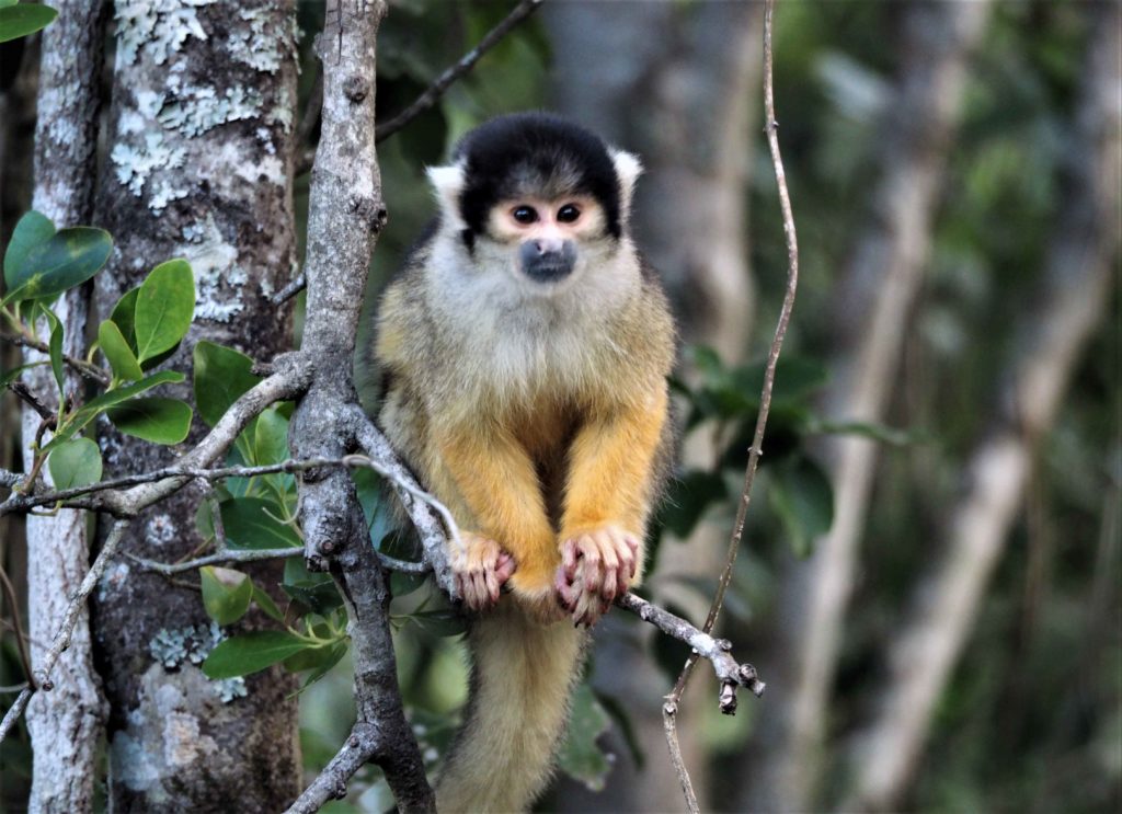 Home - Monkeyland™ | Monkeyland Primate Sanctuary