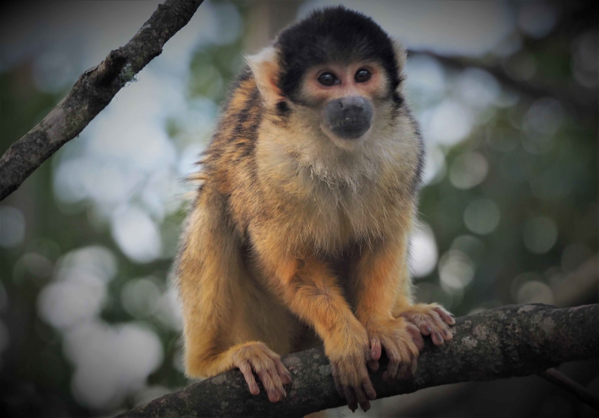 Squirrel Monkey Ben – Monkeyland™ | Monkeyland Primate Sanctuary