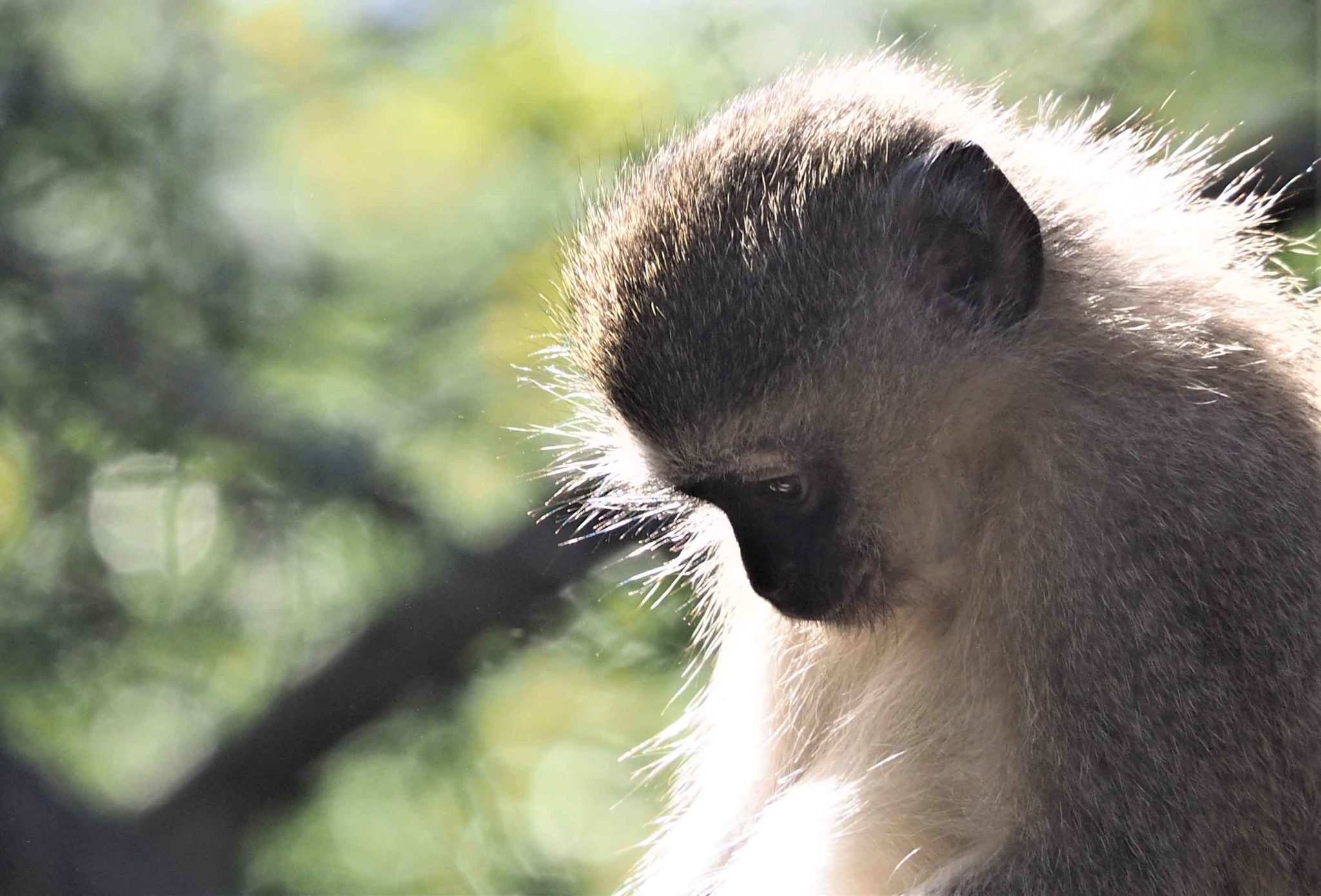 Why Should I buy a Square Meter of Forest – Monkeyland™ | Monkeyland ...