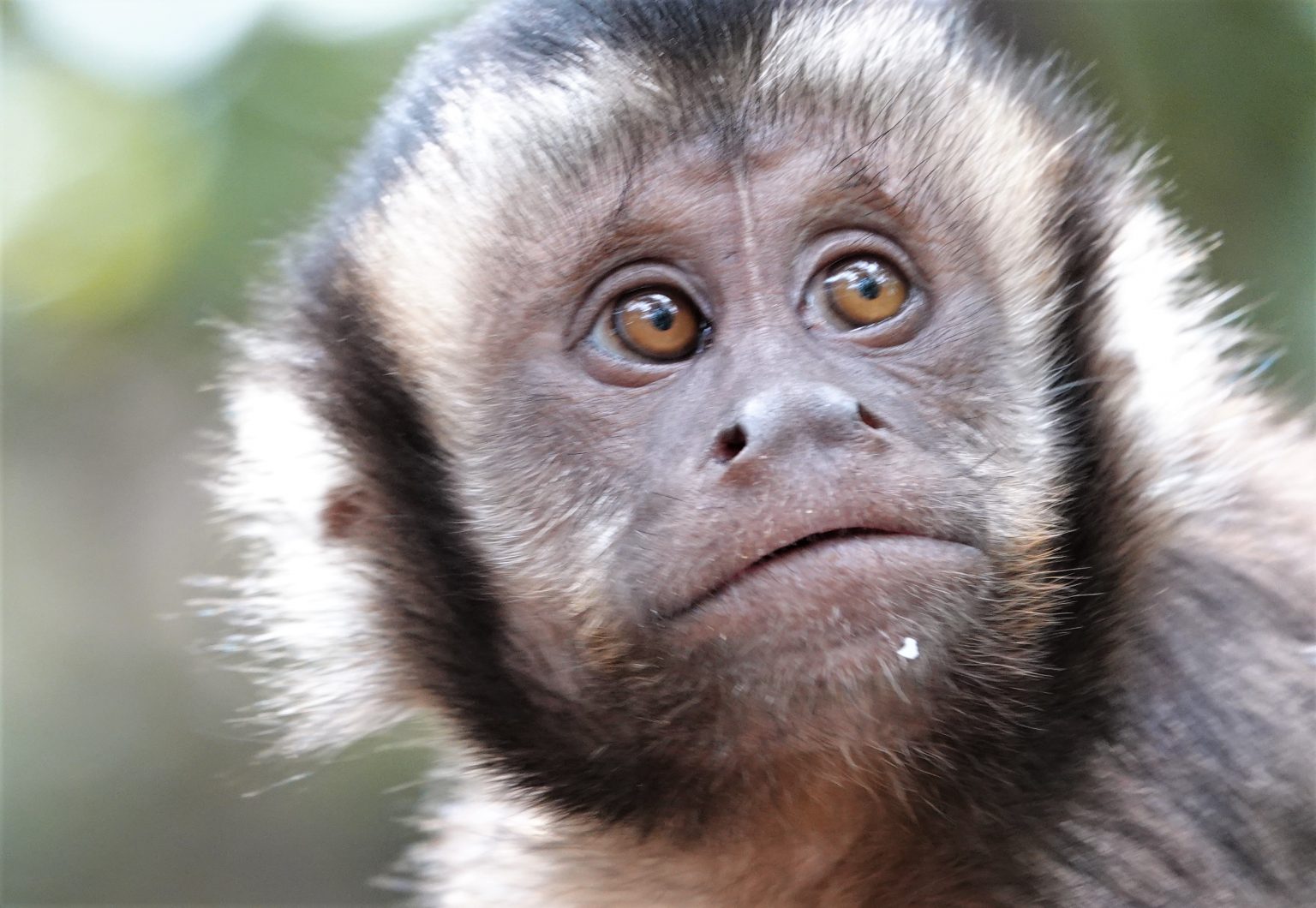 Home - Monkeyland™ | Monkeyland Primate Sanctuary