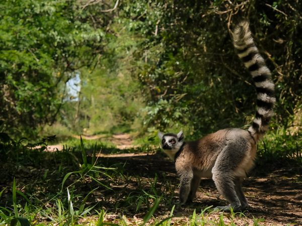 Home - Monkeyland™ | Monkeyland Primate Sanctuary